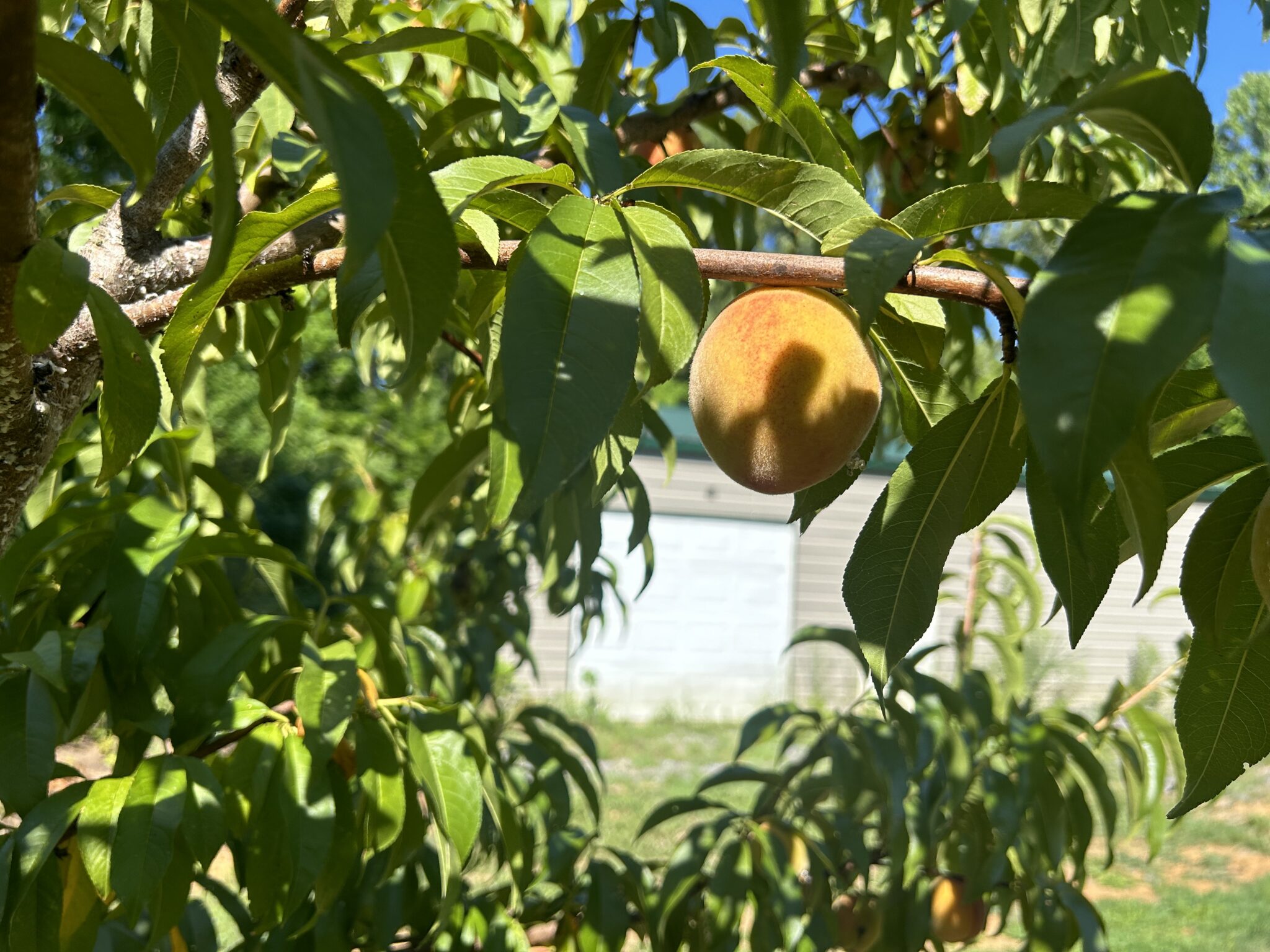 The best peach trees for zone 7 – The Sad Tomato