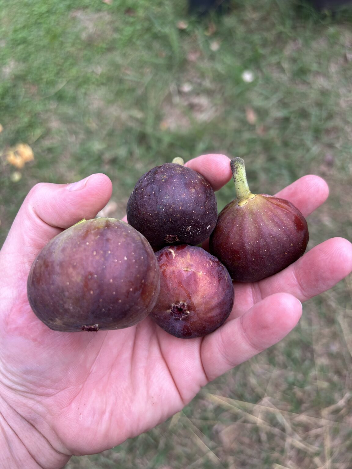 Everyone should be growing fig trees – The Sad Tomato