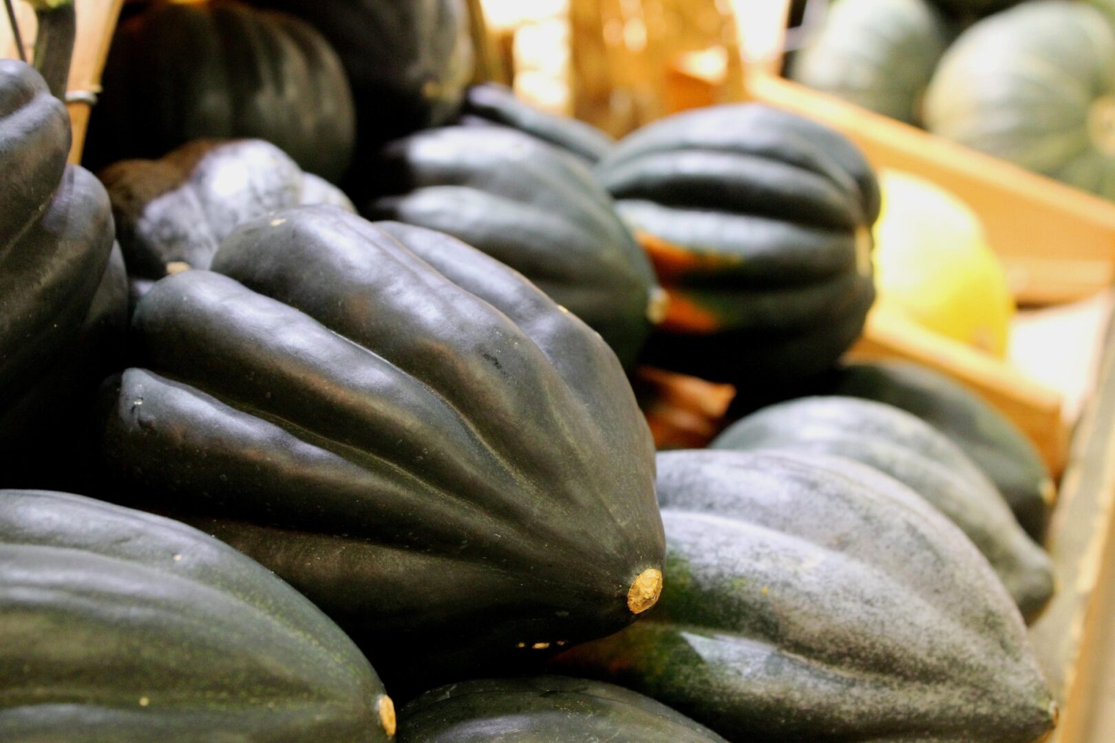 What is a squash vine borer – The Sad Tomato