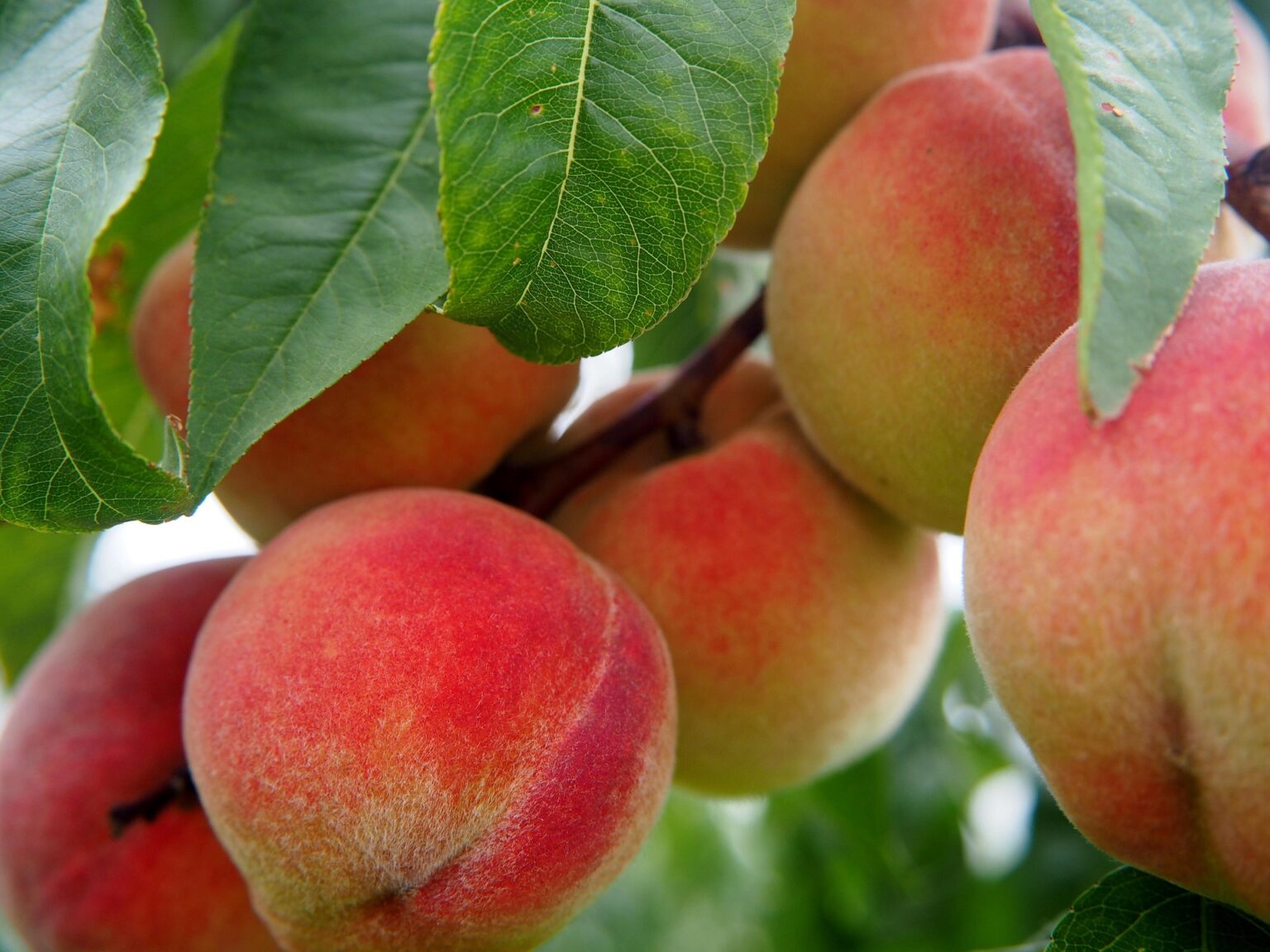 The best peach trees for zone 7 – The Sad Tomato